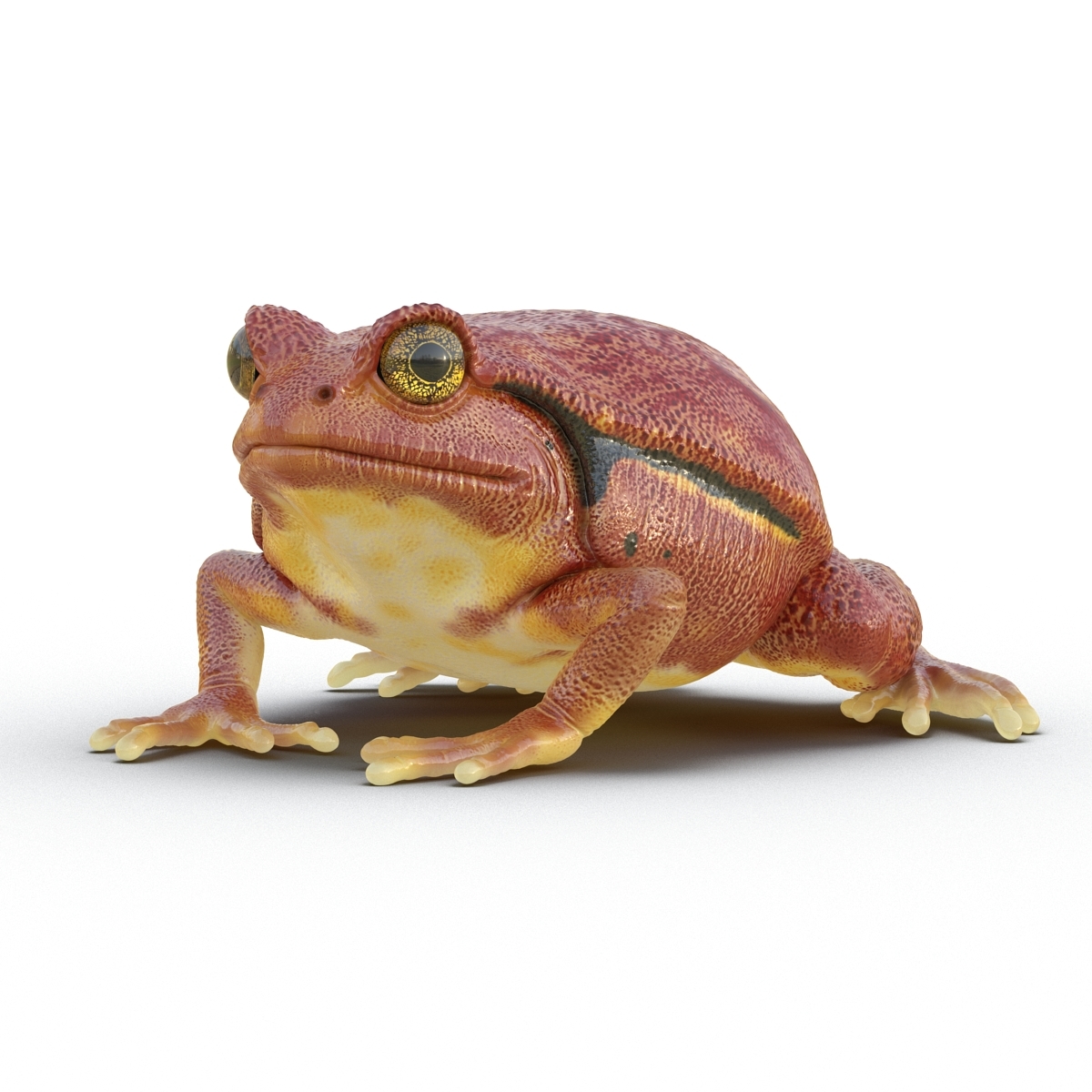 Frogs rigged 3D model - TurboSquid 1521680