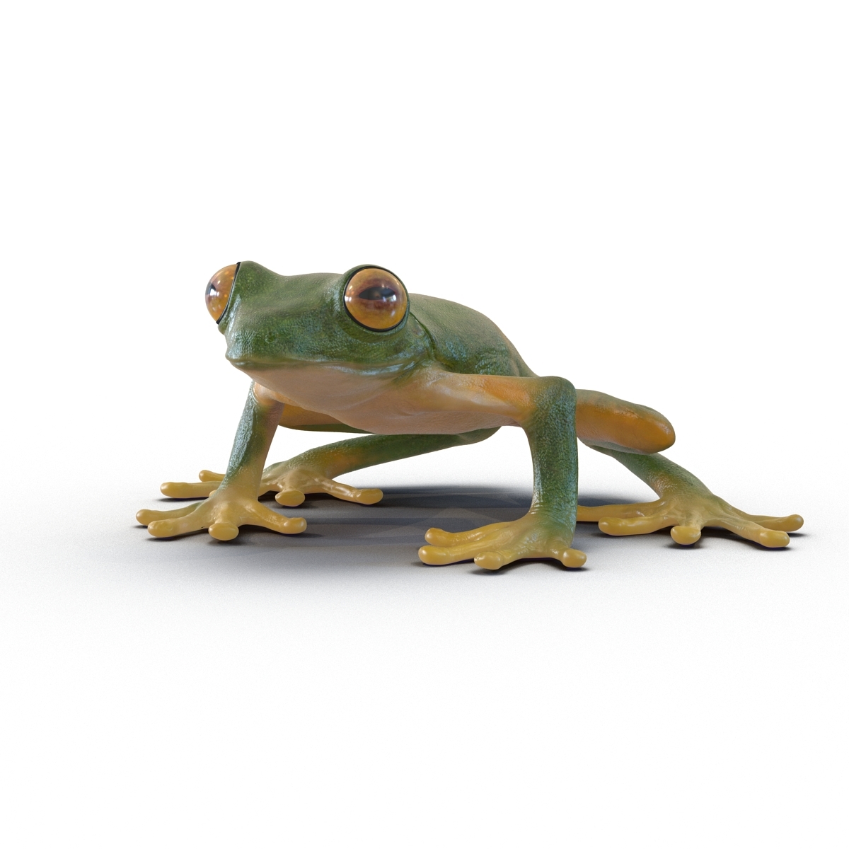 Frogs rigged 3D model - TurboSquid 1521680