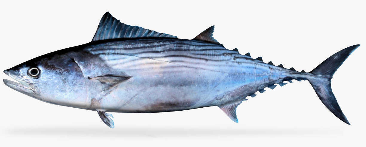 3D striped bonito - TurboSquid 1231223