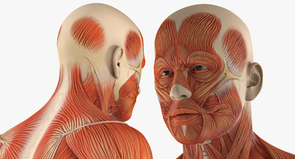 Male anatomy muscular 3D model - TurboSquid 1231601