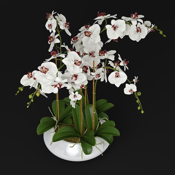 3D orchid model - TurboSquid 1232258