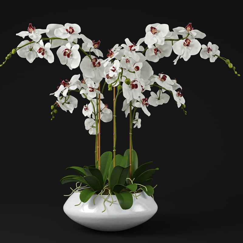 3D orchid model - TurboSquid 1232258