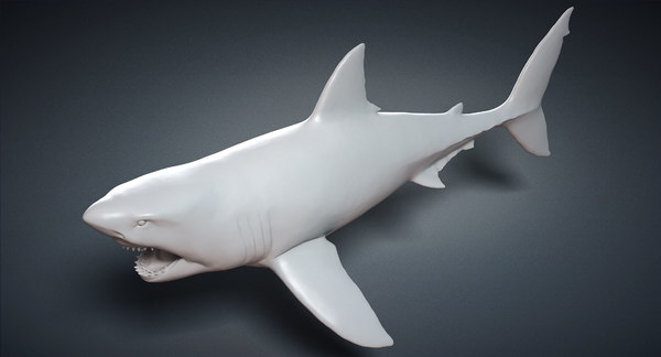 3D great white shark base mesh model - TurboSquid 1232562