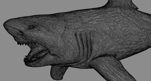 3D great white shark base mesh model - TurboSquid 1232562