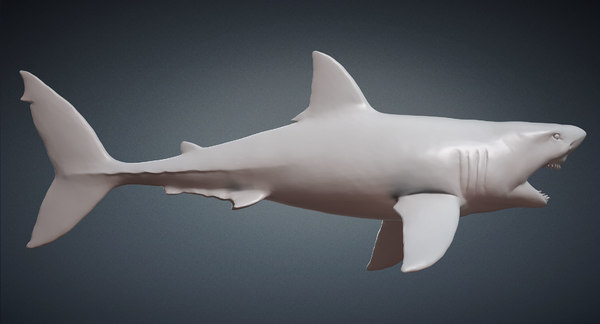 3D great white shark base mesh model - TurboSquid 1232562