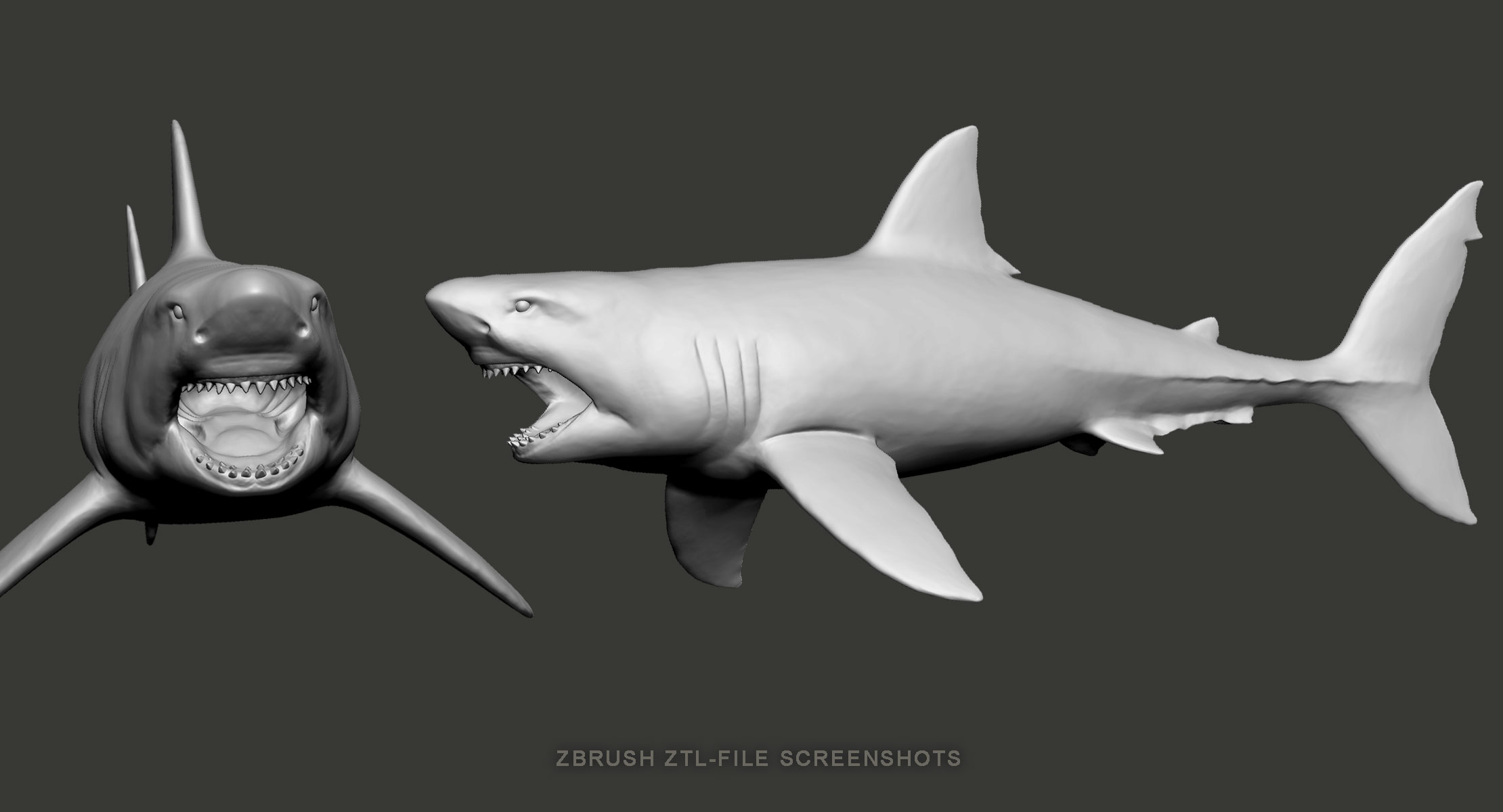 3D great white shark base mesh model - TurboSquid 1232562