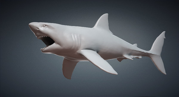 3D great white shark base mesh model - TurboSquid 1232562