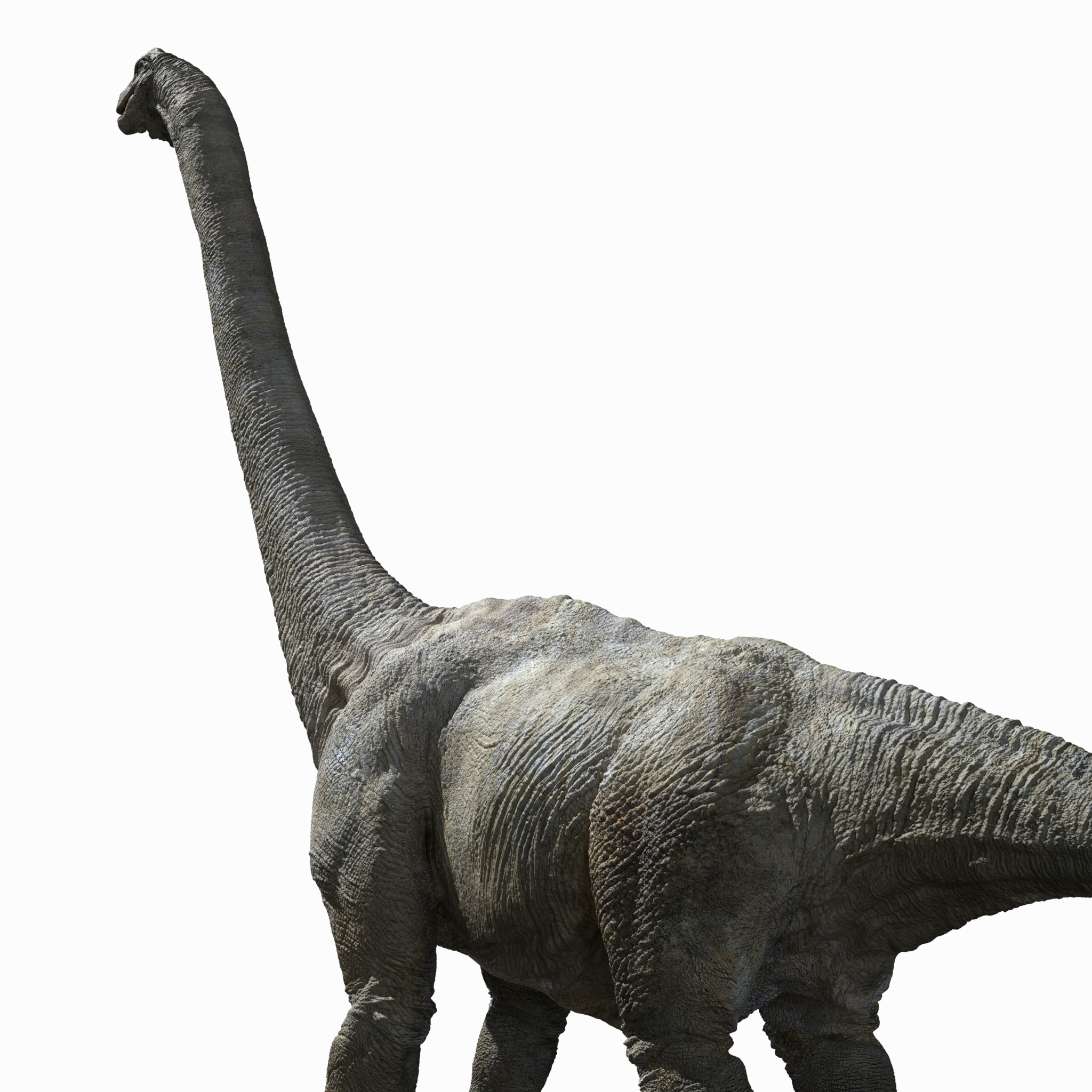 3D brachiosaurus v-ray rigged - TurboSquid 1233093