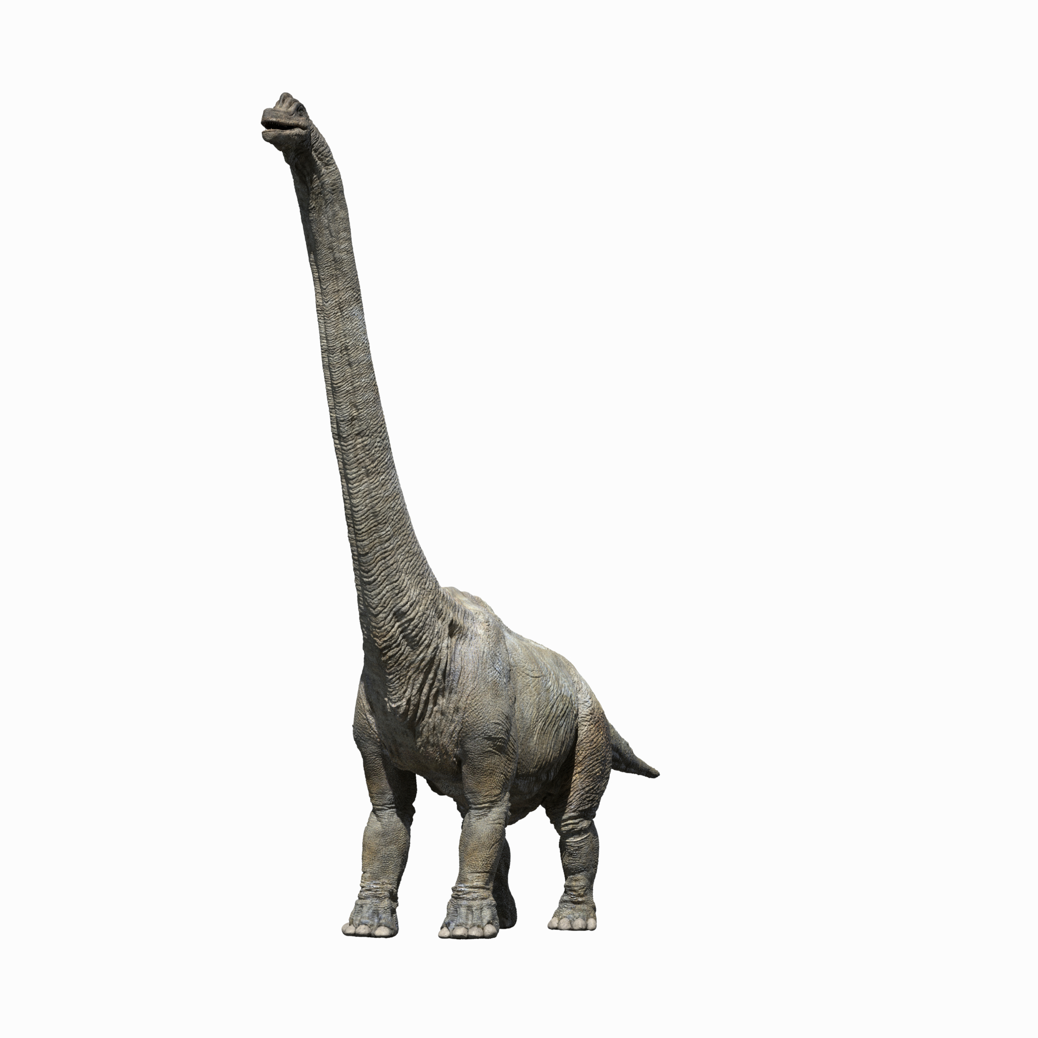 3D brachiosaurus v-ray rigged - TurboSquid 1233093
