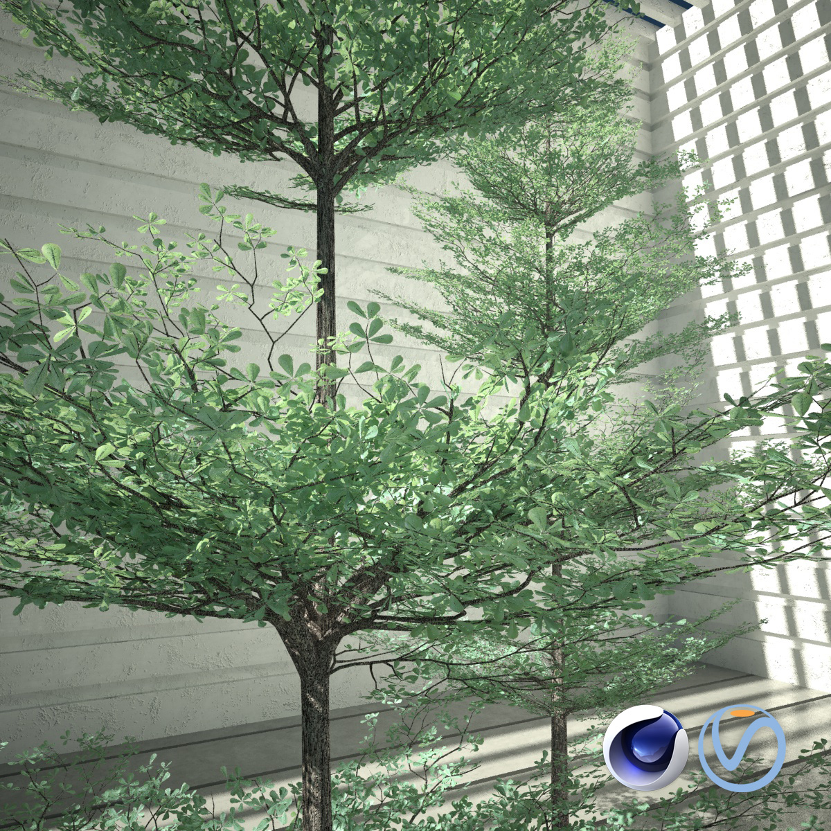 3D 6 variations bucida molineti - TurboSquid 1233147