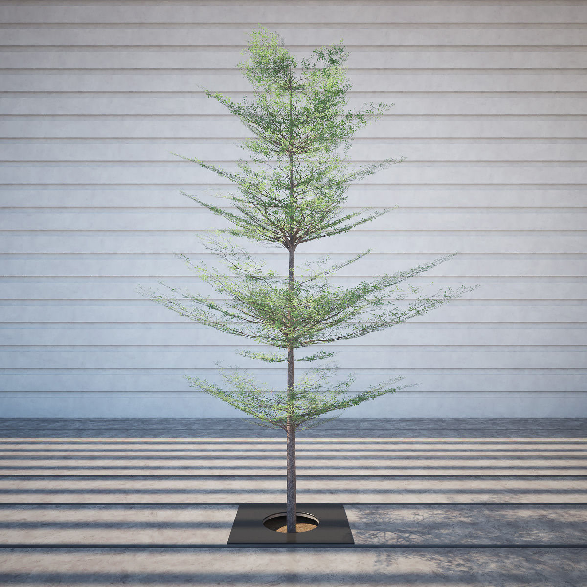 3D 6 variations bucida molineti - TurboSquid 1233147