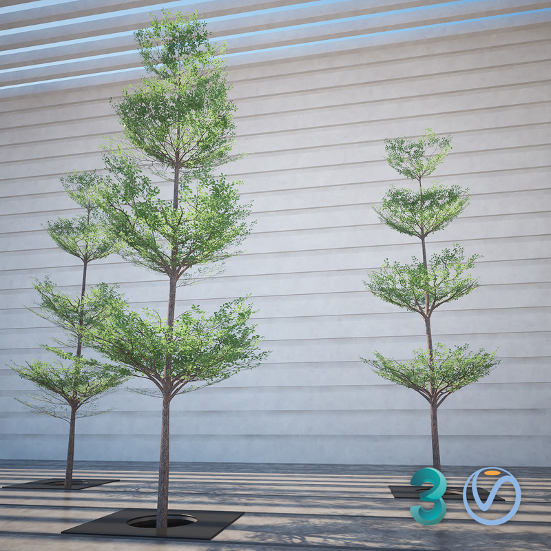 3D 6 variations bucida molineti - TurboSquid 1233147