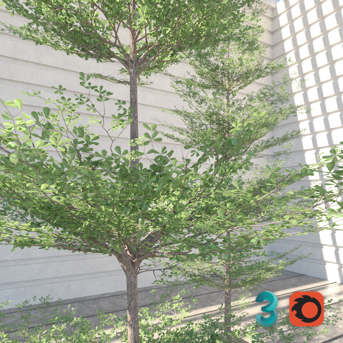 3D 6 variations bucida molineti - TurboSquid 1233147