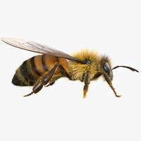 3ds max honey bee
