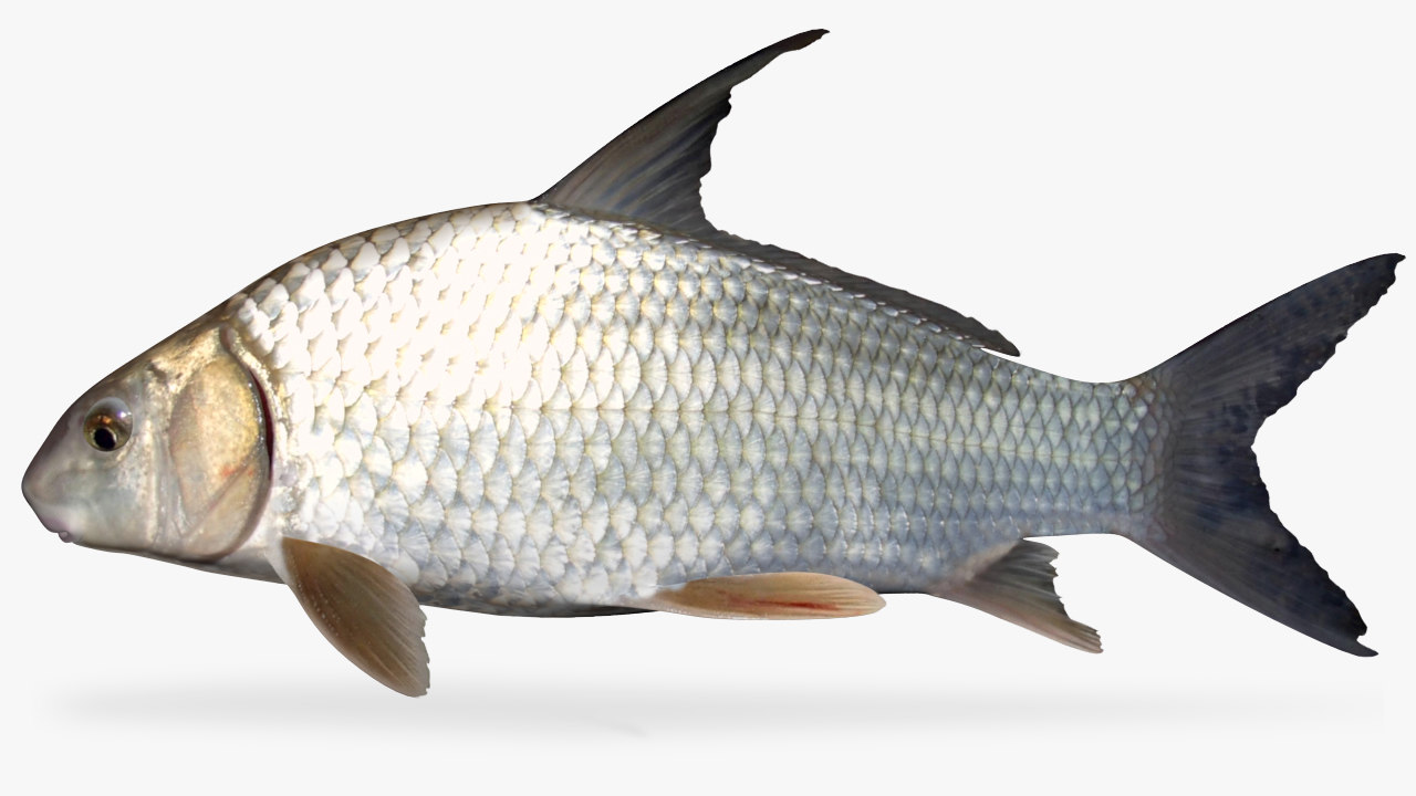 Quillback carpsucker 3D model - TurboSquid 1233299