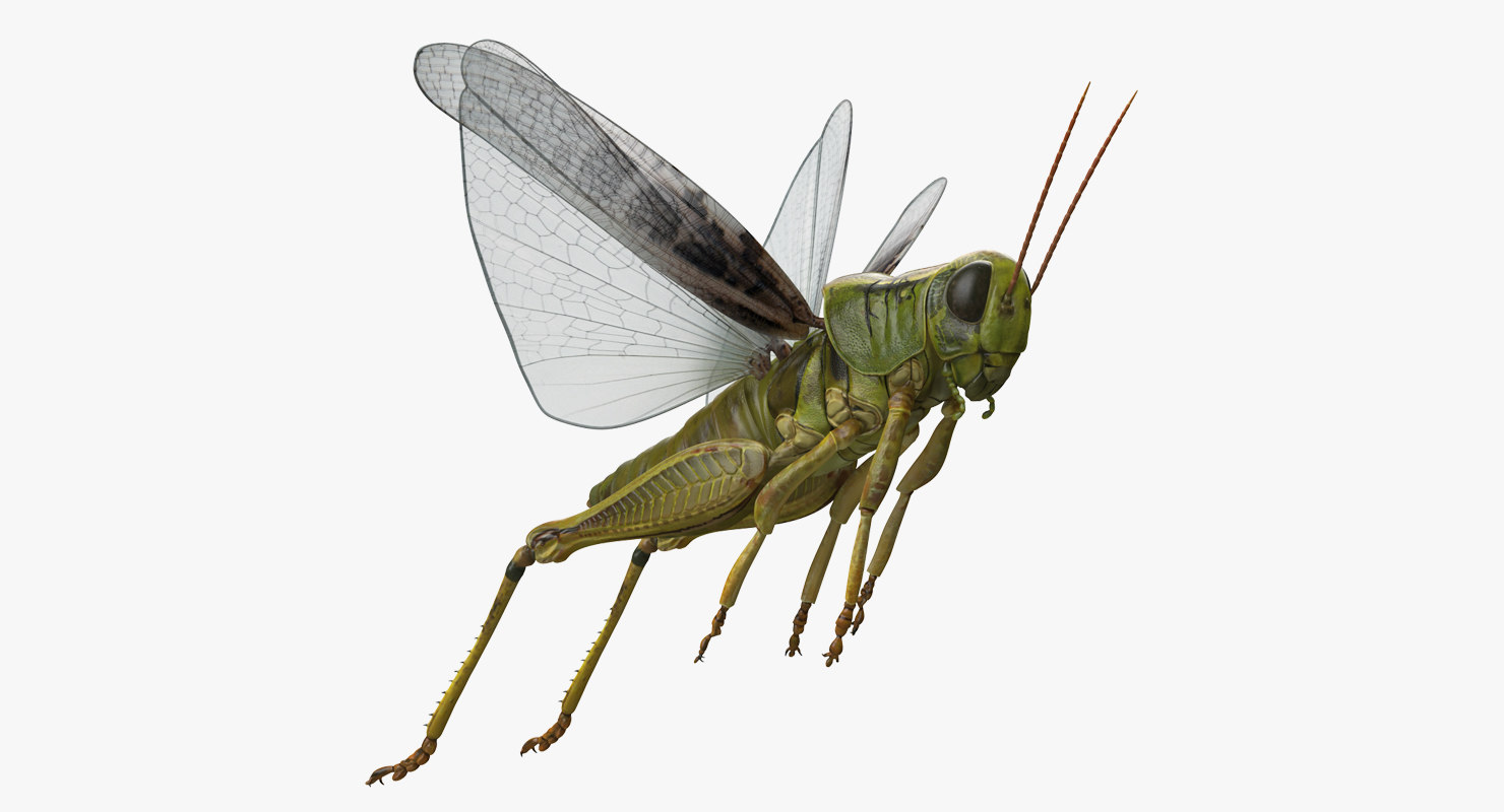 3D grasshopper jumping pose - TurboSquid 1234459