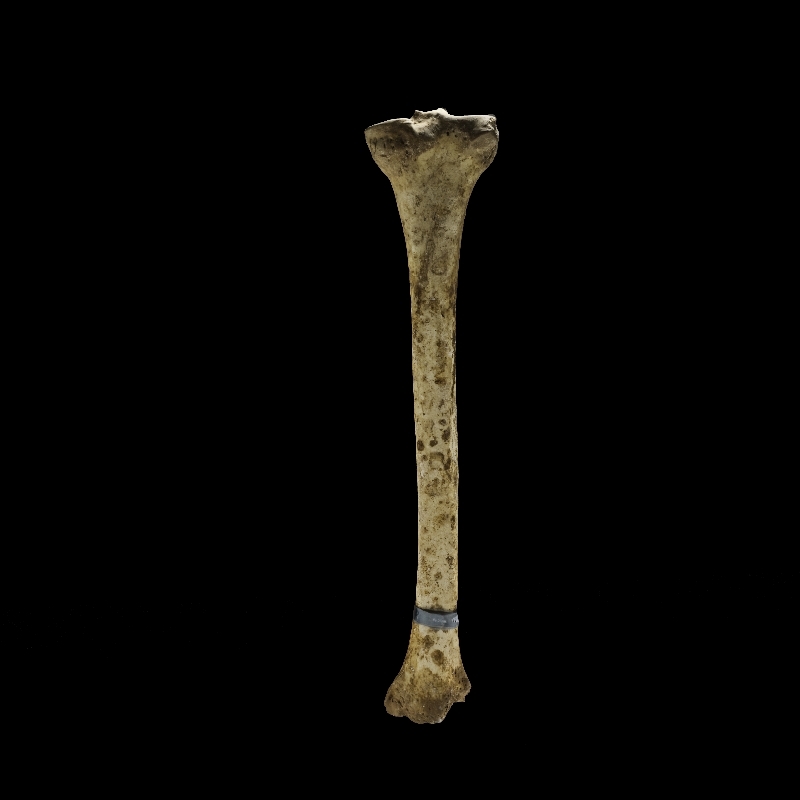 3D human tibia model - TurboSquid 1234604