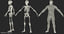Male body skeleton 3D model - TurboSquid 1234836
