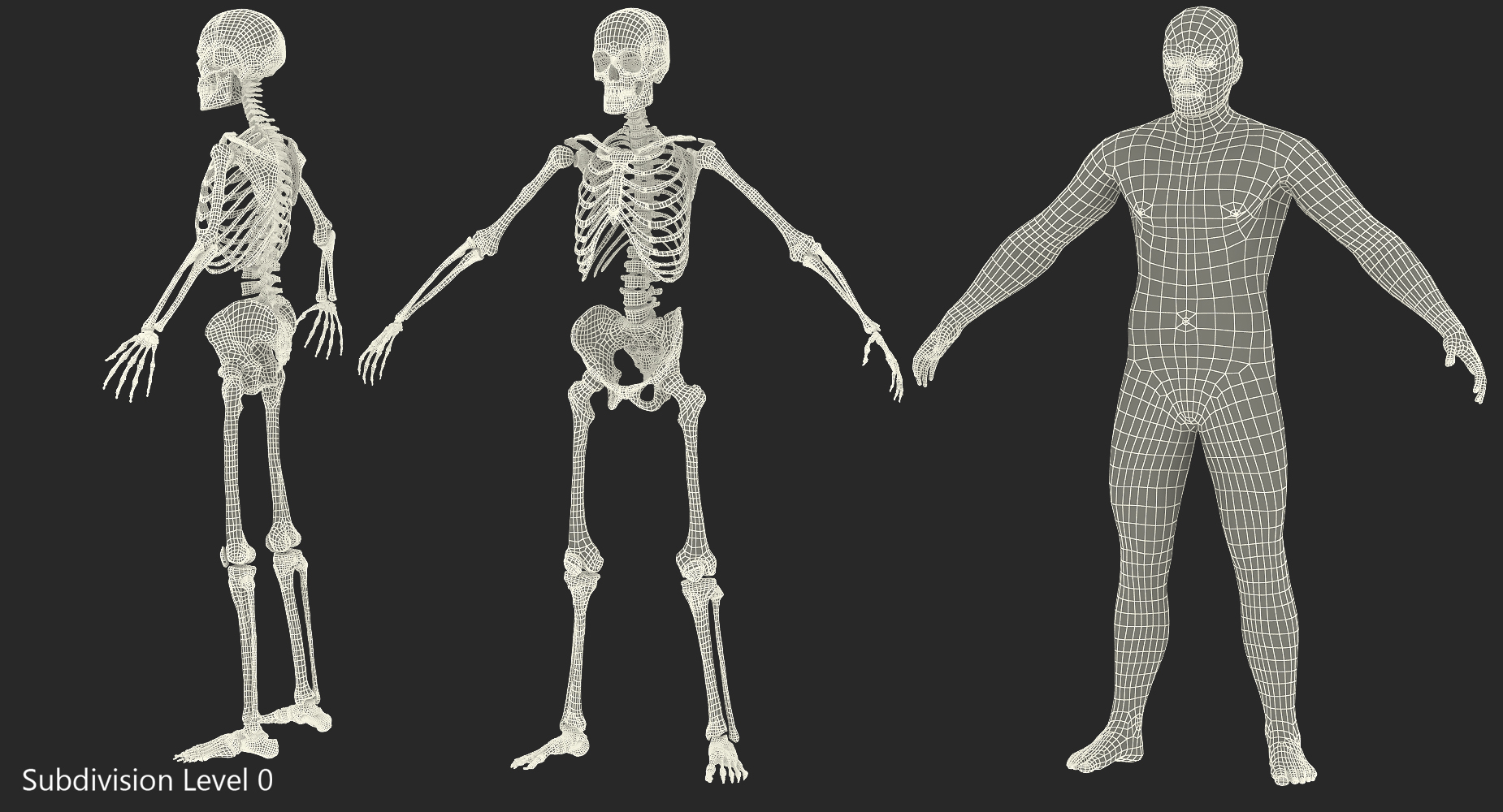 Male body skeleton 3D model - TurboSquid 1234836