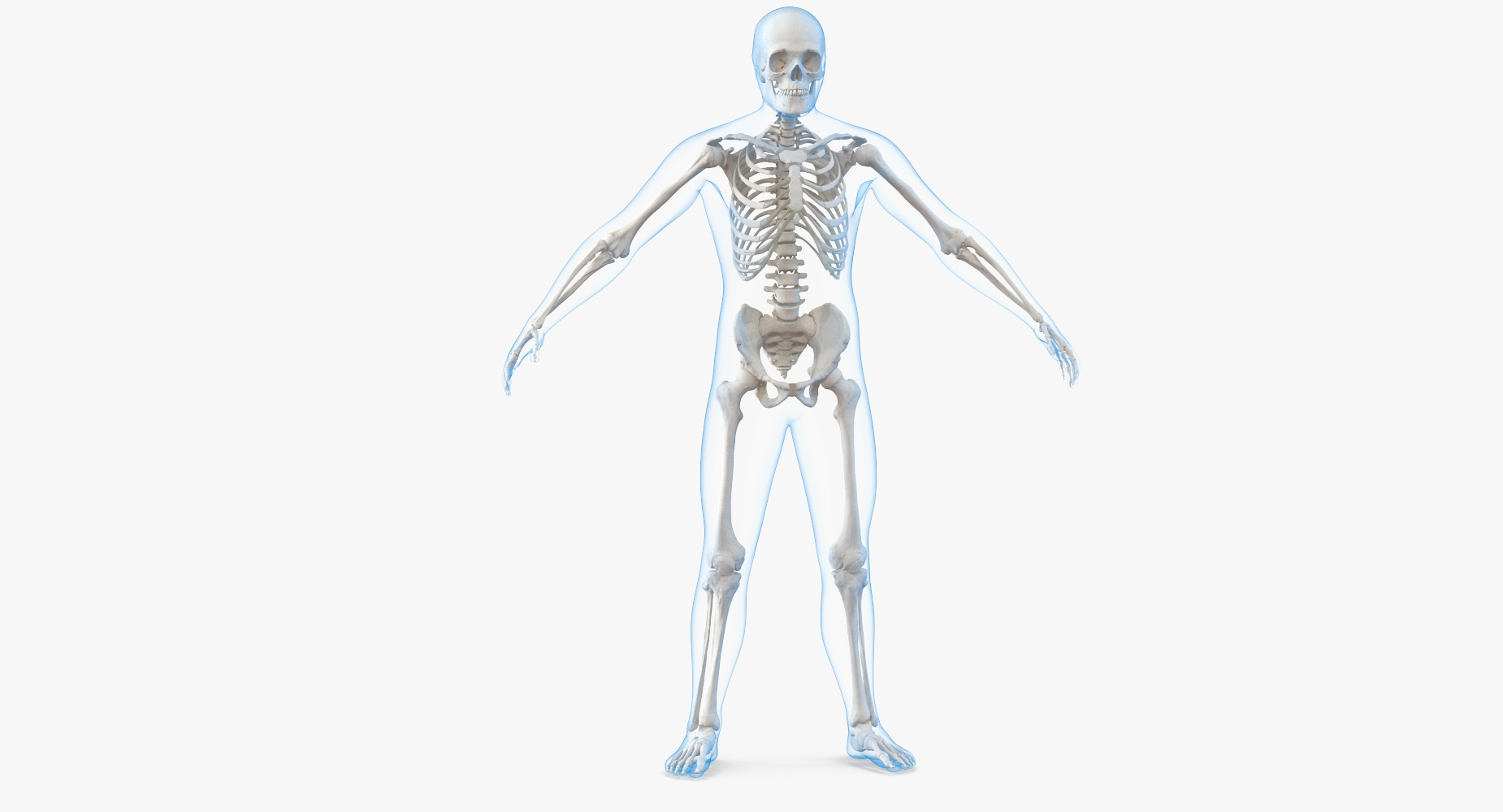 Male body skeleton 3D model - TurboSquid 1234836