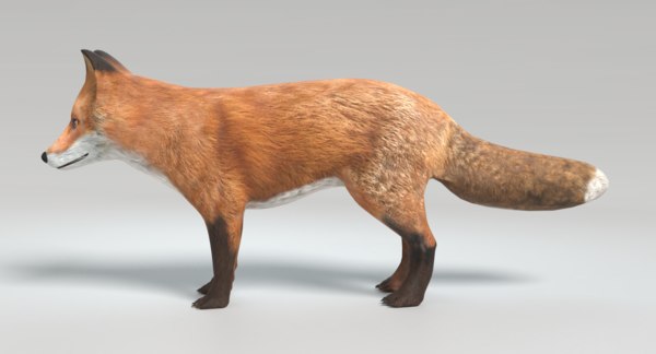 3D model fox animations - TurboSquid 1234999