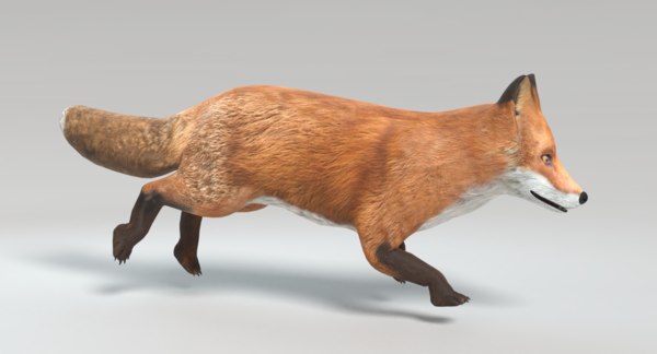 3D model fox animations - TurboSquid 1234999