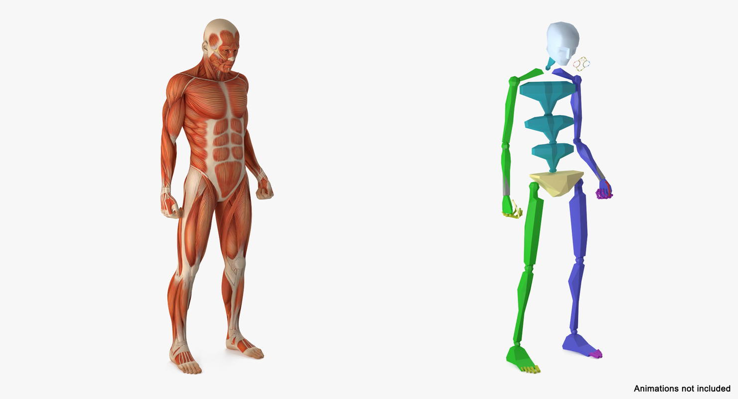 Sistema Muscular Masculino de Anatomia Rigged Modelo 3D - TurboSquid ...