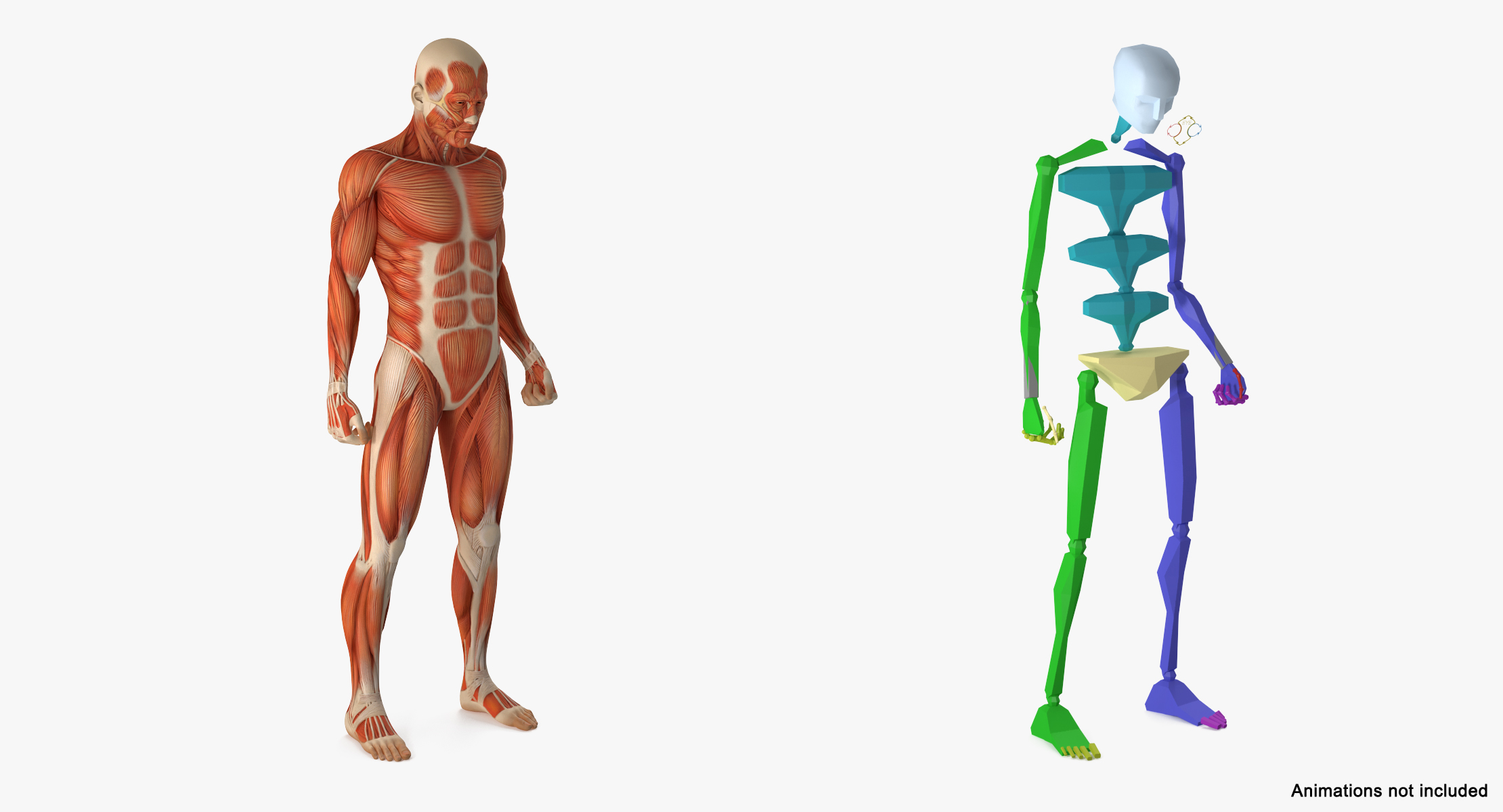 Anatomy male muscular rigged model - TurboSquid 1236263