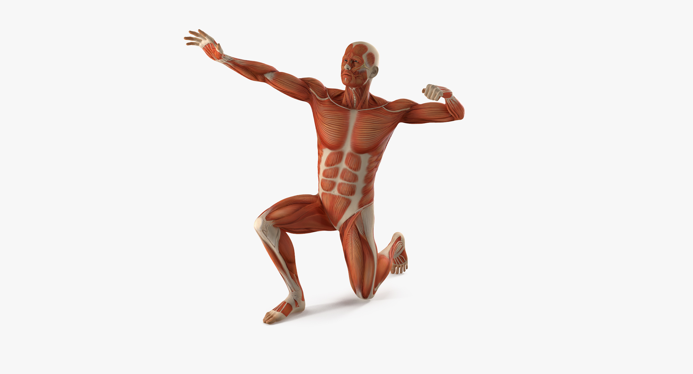Male muscular bodybuilder pose 3D - TurboSquid 1236273