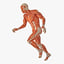 3D running man muscles anatomy - TurboSquid 1236288