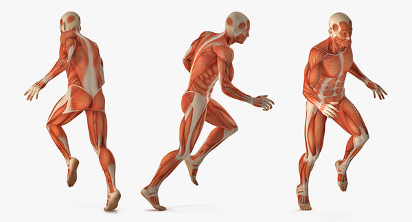 3D running man muscles anatomy - TurboSquid 1236288