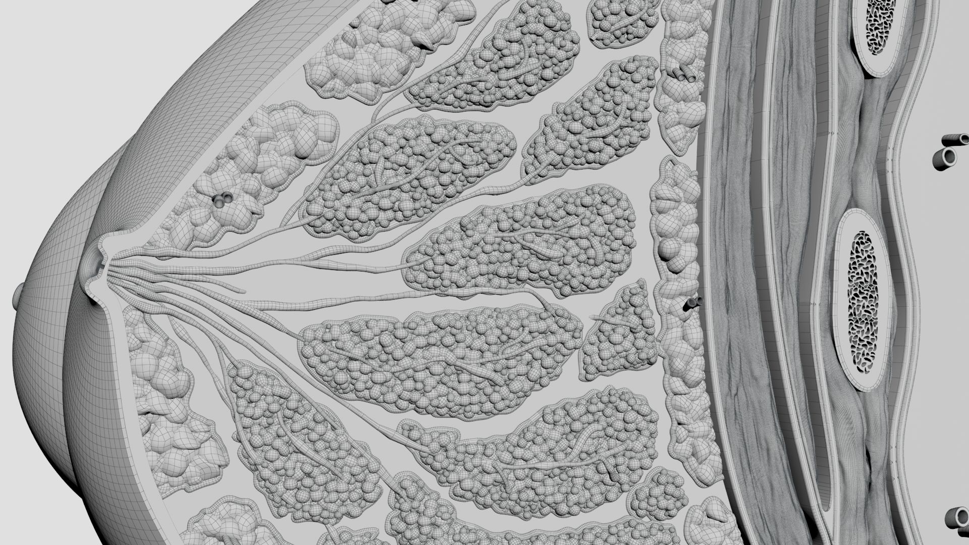 Breast cross section 3D model - TurboSquid 1237788