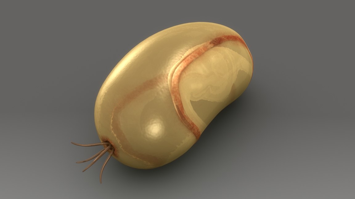 Echinodermata dipleurula larva 3D model - TurboSquid 1238117