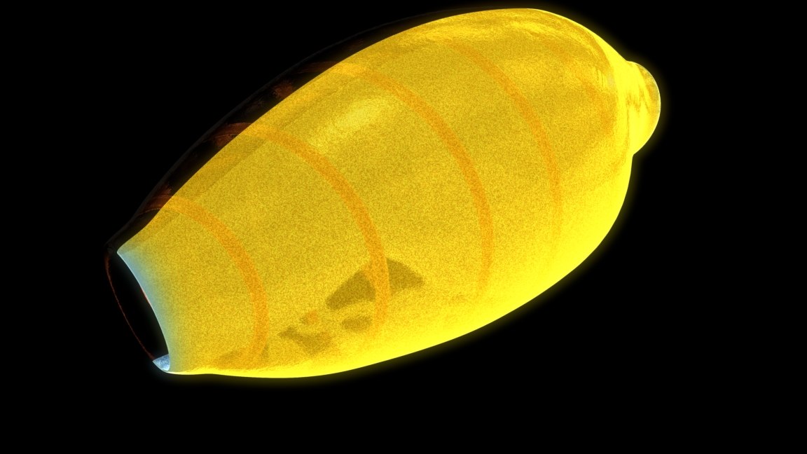 Doliolum genus tunicates model - TurboSquid 1238122