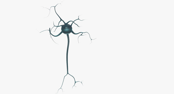 Neurons 3D model - TurboSquid 1238516