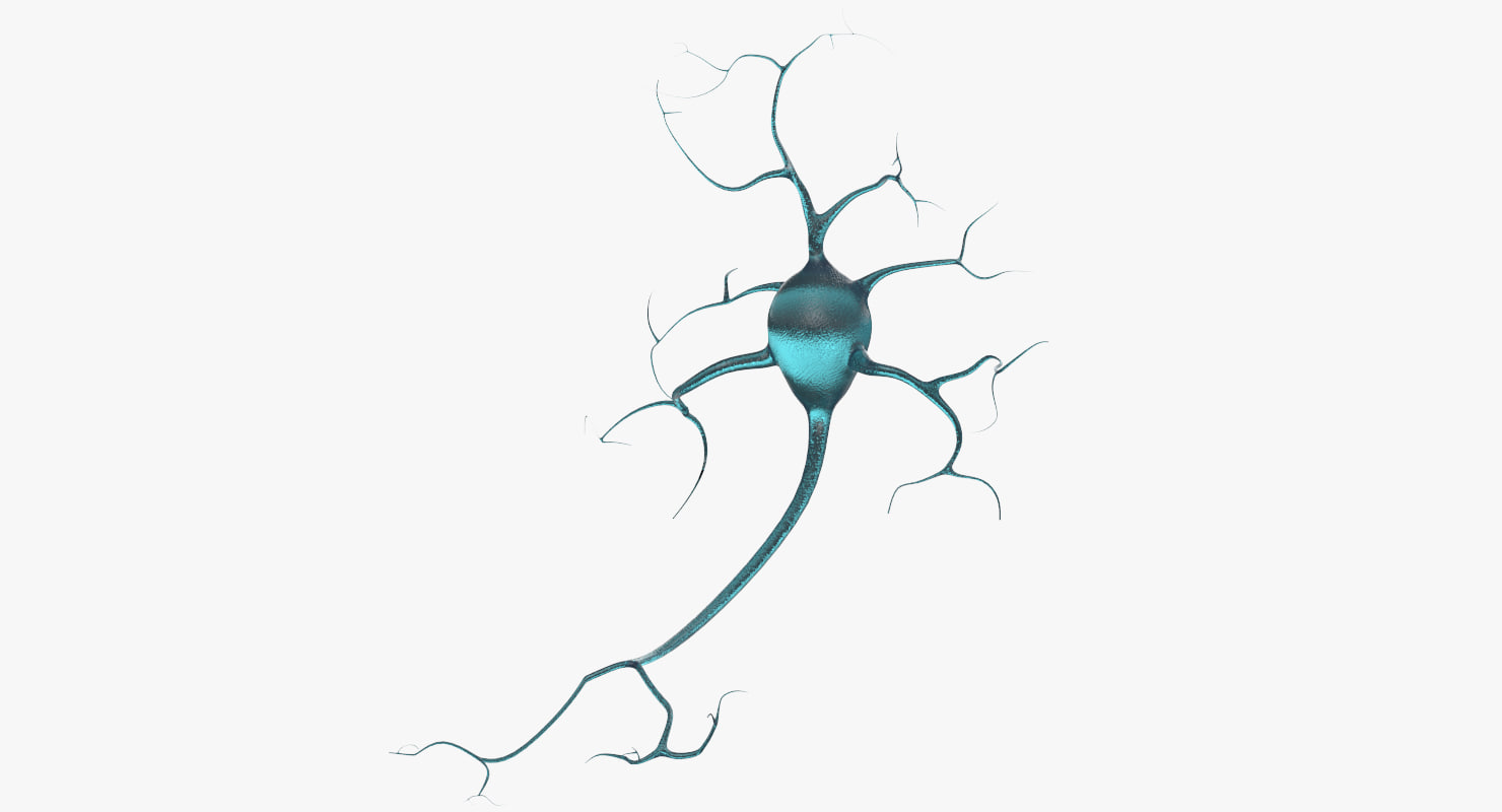 Neurons 3D model - TurboSquid 1238516