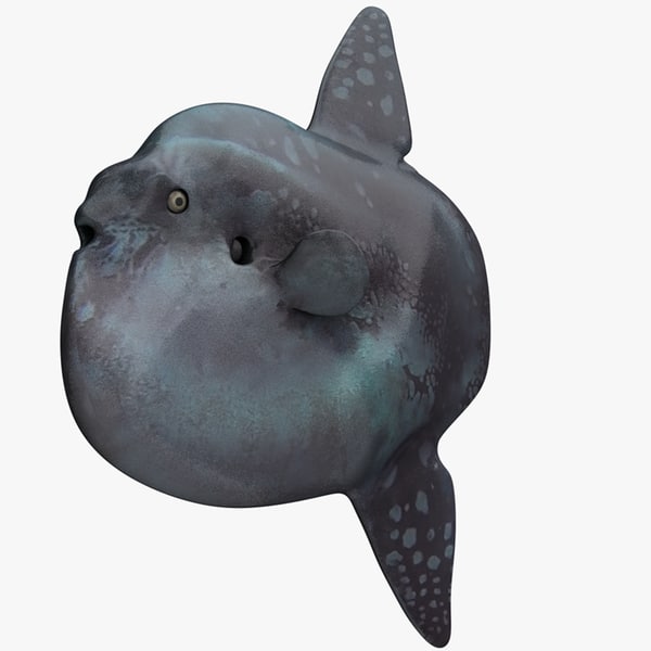 3D модель Гигантская морская солнечная рыба - TurboSquid 1238518