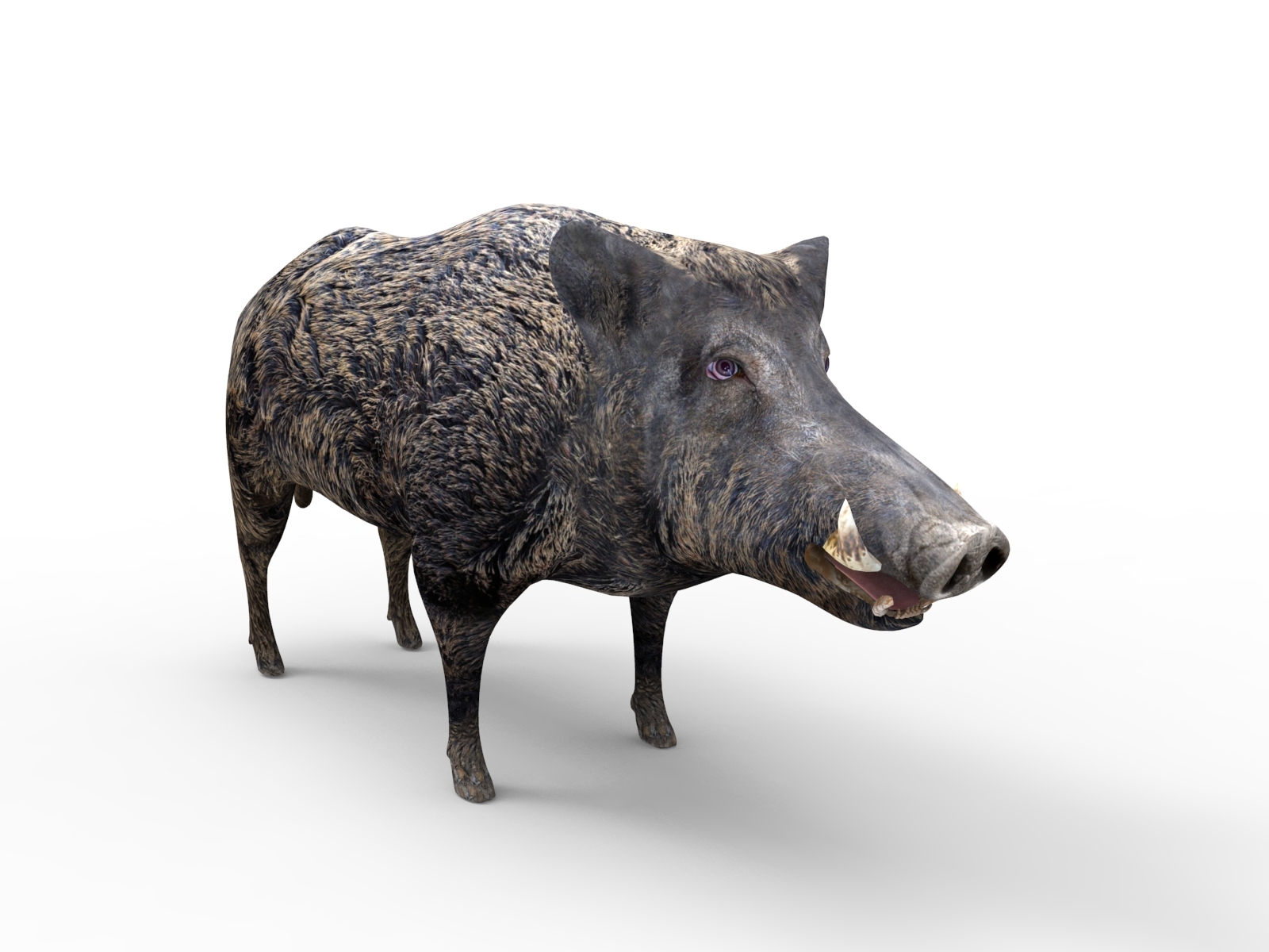 Wild boar 3D model - TurboSquid 1238766