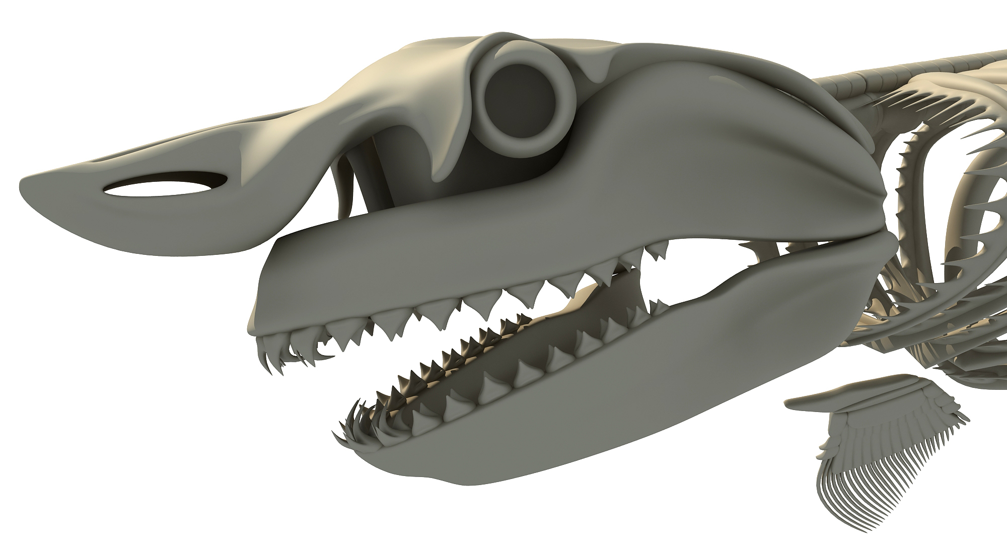 Aquatic skeletons model - TurboSquid 1238798