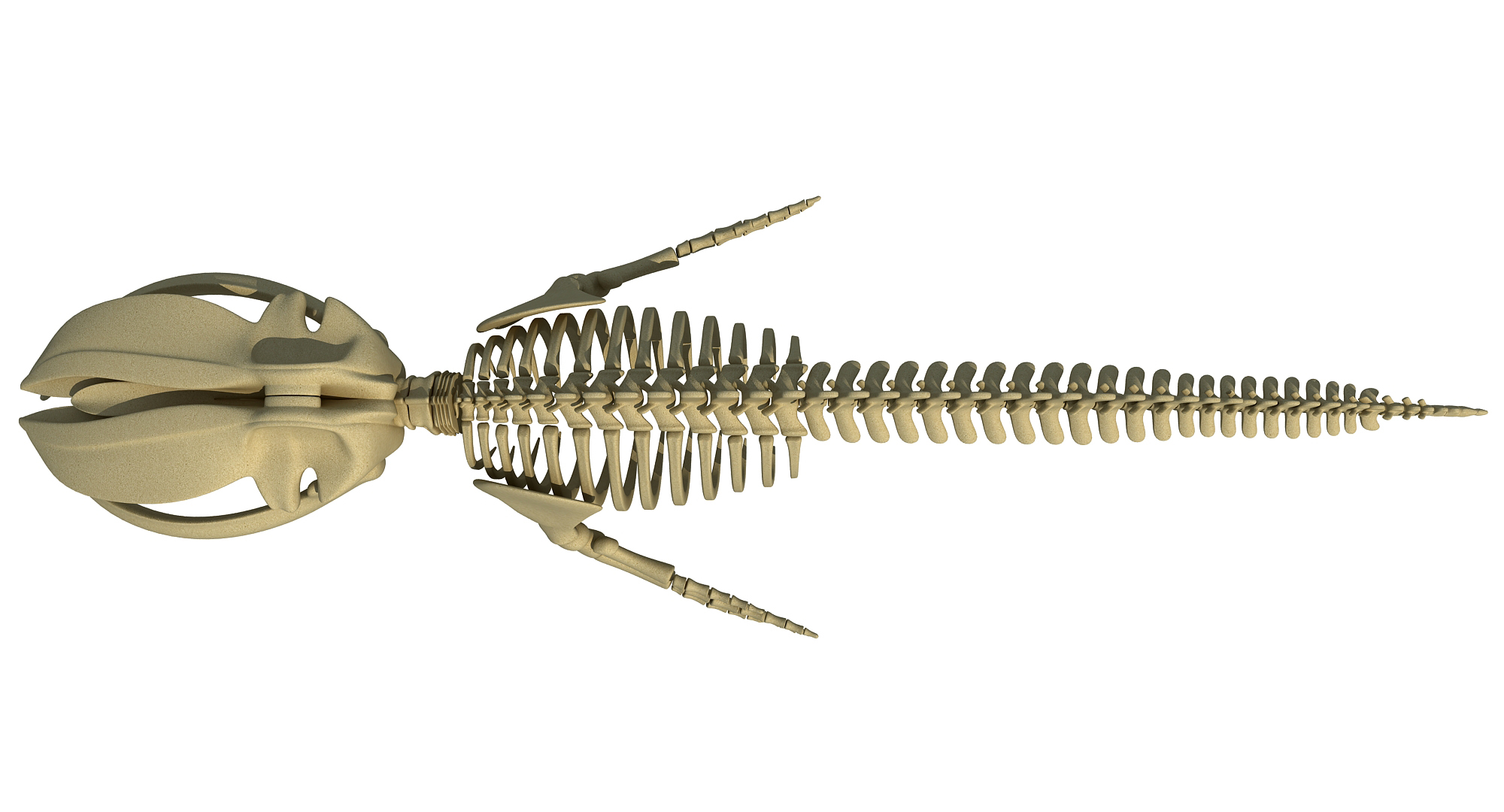 Aquatic skeletons model - TurboSquid 1238798