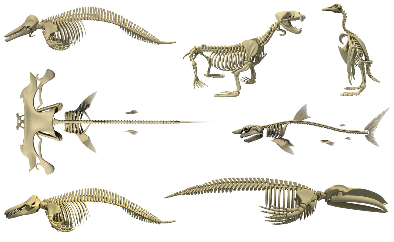 Aquatic skeletons model - TurboSquid 1238798