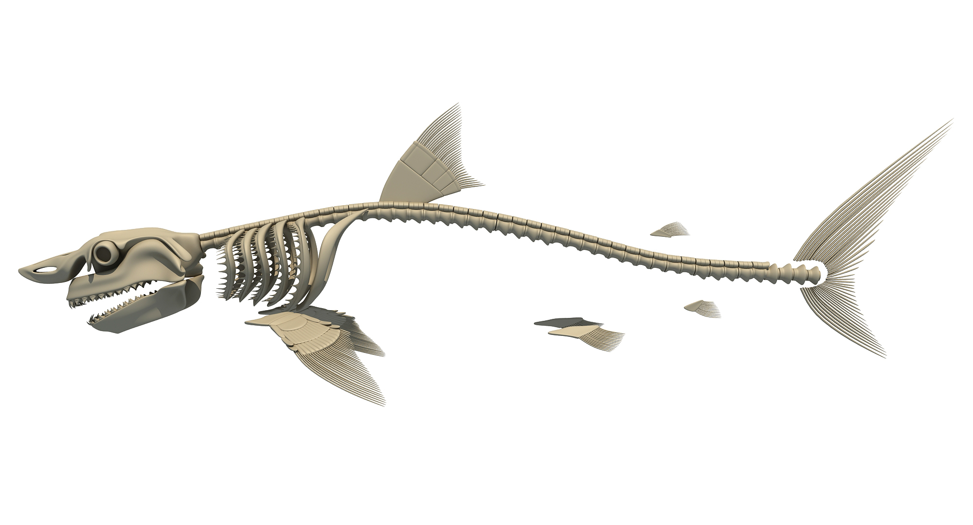 Hai-Skelette 3D-Modell - TurboSquid 1238799