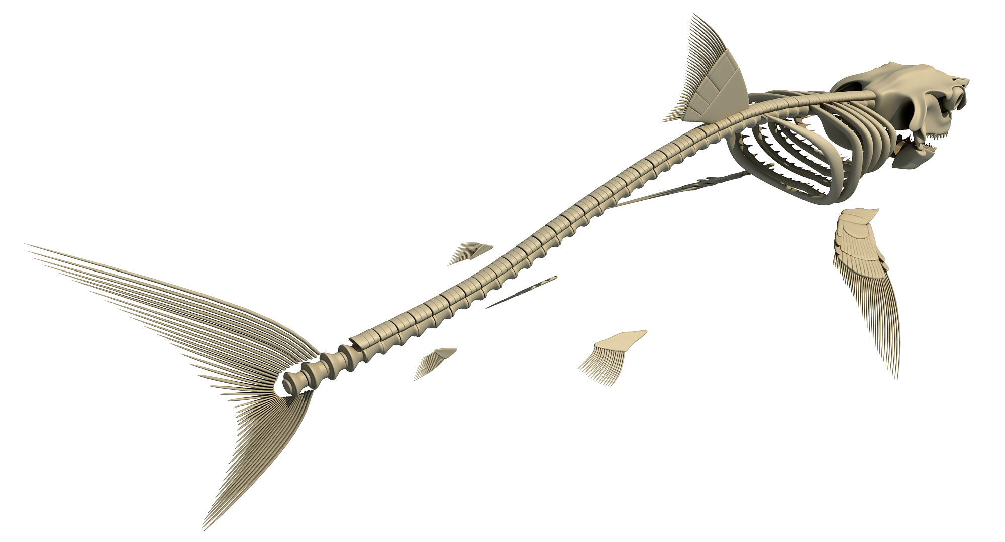 modèle 3D de Squelettes de requins - TurboSquid 1238799