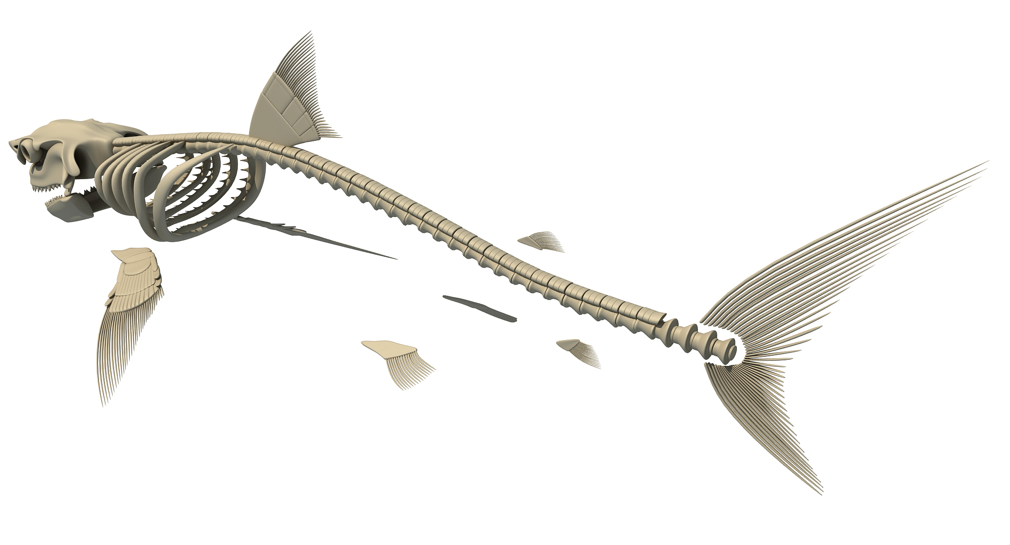 Hai-Skelette 3D-Modell - TurboSquid 1238799