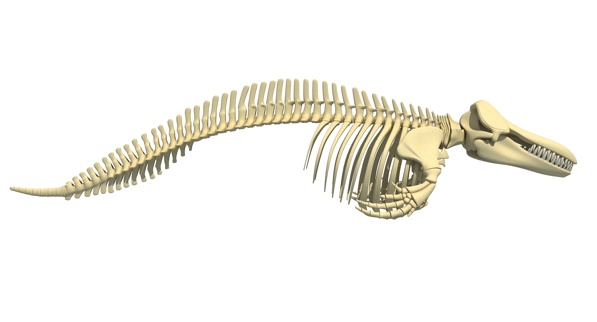modèle 3D de Squelettes de requin blanc et d'épaulard - TurboSquid 1238810
