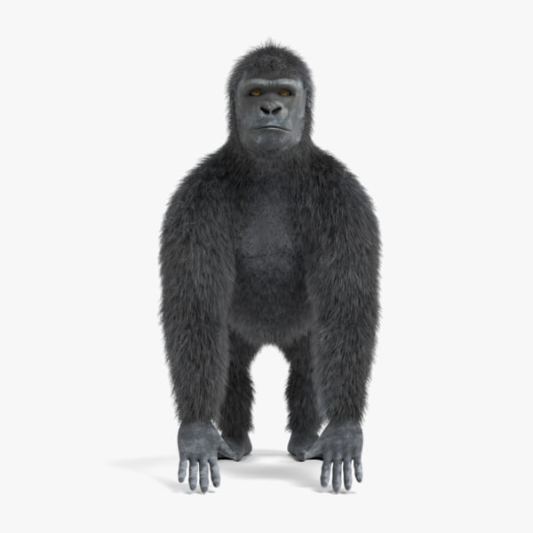 Gorilla 3D Models for Download | TurboSquid