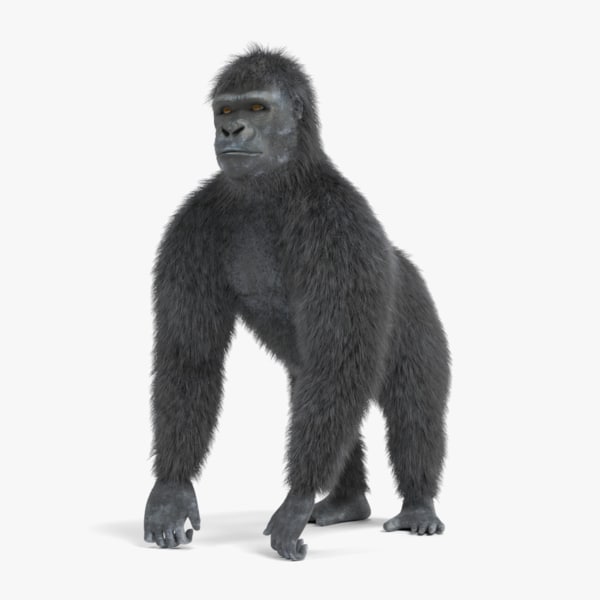 Gorilla 3D Models for Download | TurboSquid