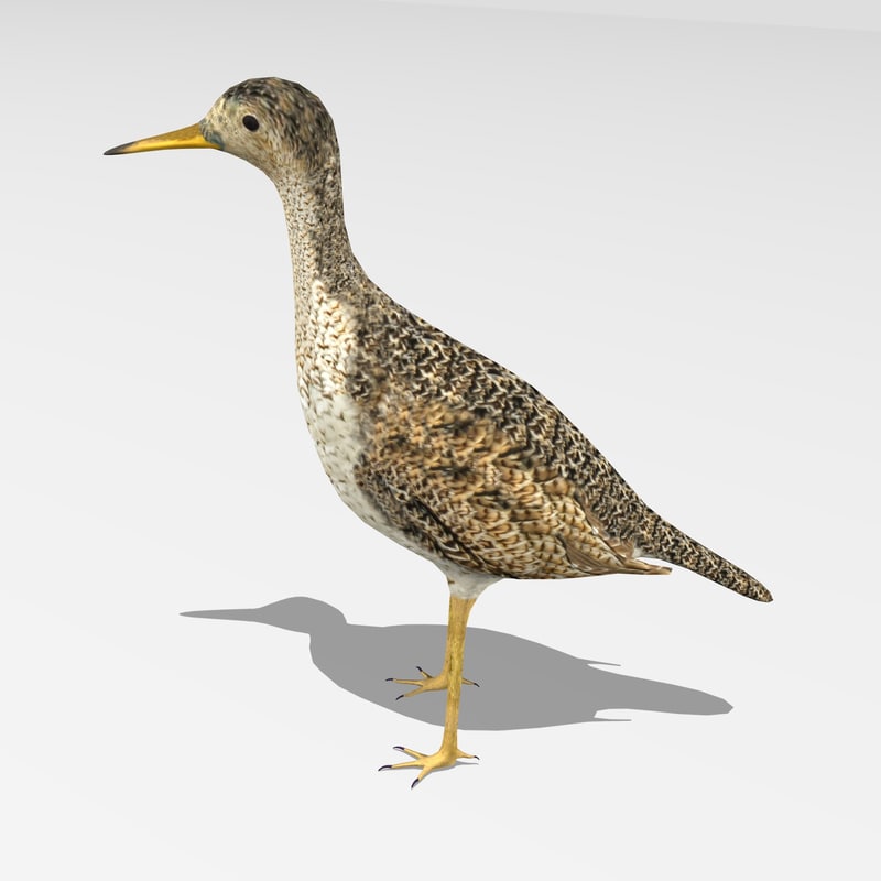 modelo 3d Lavandera de tierras altas - TurboSquid 1239771