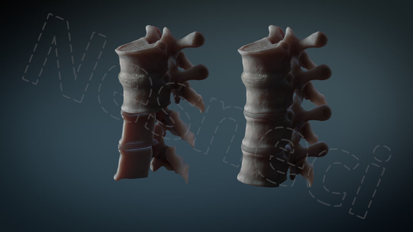 3D human vertebrae t6 cross section - TurboSquid 1239928