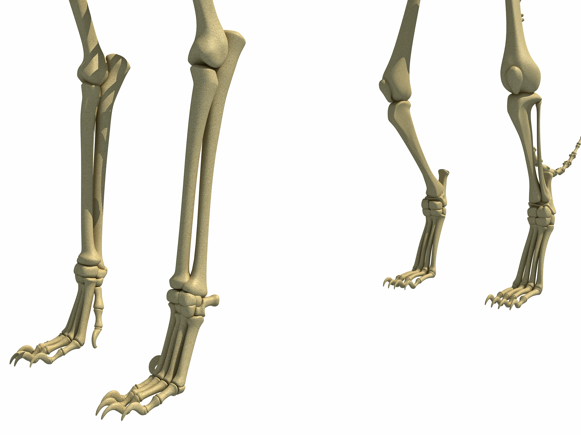 Cheetah skeleton animal 3D - TurboSquid 1240047